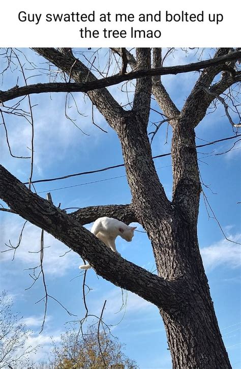 Guy Swatted At Me And Bolted Up The Tree Mao Ifunny