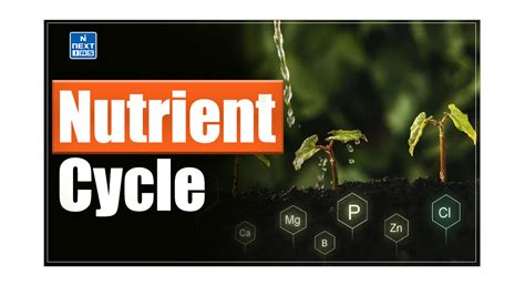 Nutrient Cycles Carbon Nitrogen Water Sulphur And More