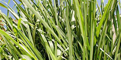 Panicum Maximum Cv Mombaça Paso Ita