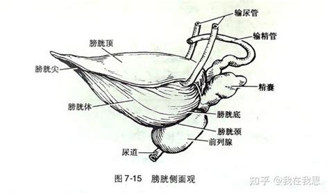 前列腺prostate Gland 知乎