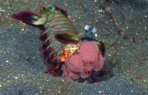 Photo Of Odontodactylus Scyllarus Sc6561 Sealife Collection