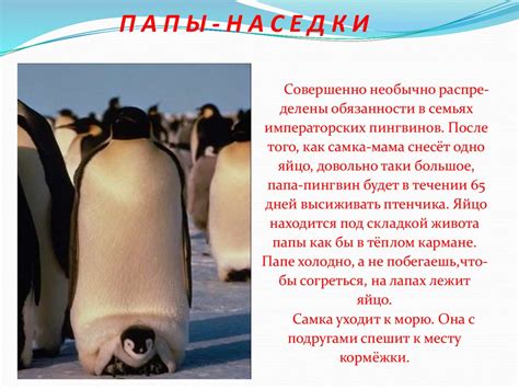 Геннадий Яковлевич Снегирёв, рассказ «Отважный пингвинёнок» - online ...