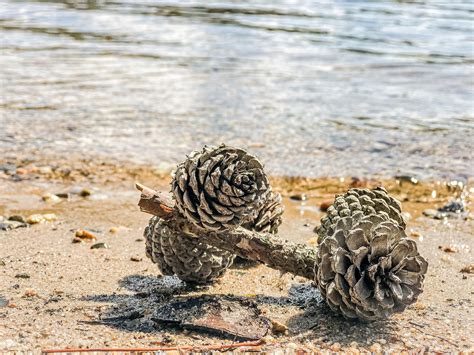 Pine Cone Tree Free Photo On Pixabay Pixabay