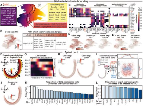 Spatiotemporal Modeling Of Molecular Holograms Cell