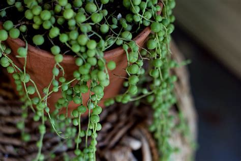 How To Grow And Care For String Of Pearls