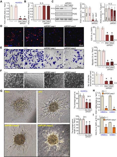 Pck1 Shrna Inhibits Proliferation Migration Tube Formation And