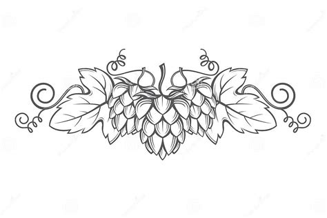 蛇麻草的图象 向量例证 插画 包括有 增长 饮料 贮藏啤酒 抽象 草本 女傧相 查出 泡沫 84975615