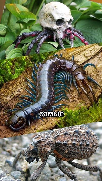 САМЫЕ ЯДОВИТЫЕ НАСЕКОМЫЕ животные интересное познавательно природа топ яд жуки Youtube