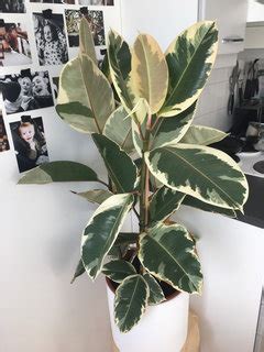 Browning Edges On Ficus Elastica