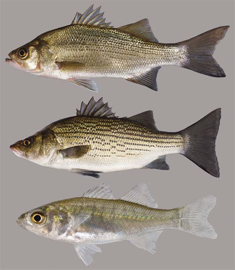 The Different Types Of Bass A Comprehensive Guide 53 Off