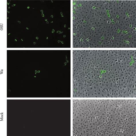 Rotavirus Infection Of Ipec J2 Cells Ipec J2 Cells Were Infected With