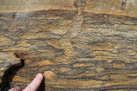 Trace Fossil Burrows