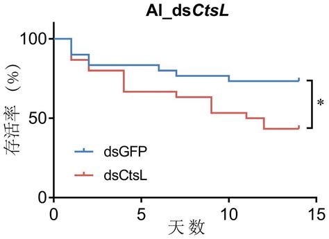 一种绿盲蝽ctsl基因及其对应的dsrna序列和应用