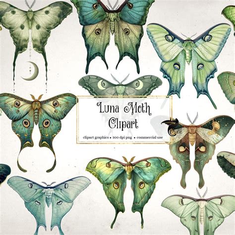 Luna Moth Stencil Etsy