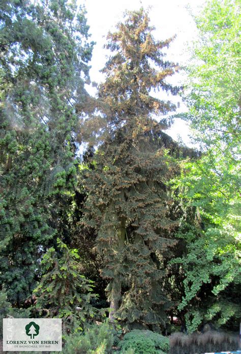 Picea Orientalis Baumschule Lve