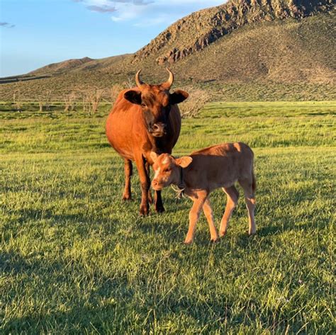 Сумын хөгжил