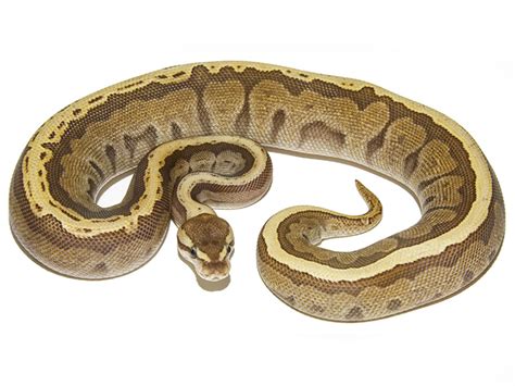 Morph List World Of Ball Pythons