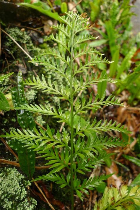 Flora Of New Zealand Taxon Profile Asplenium Appendiculatum Subsp