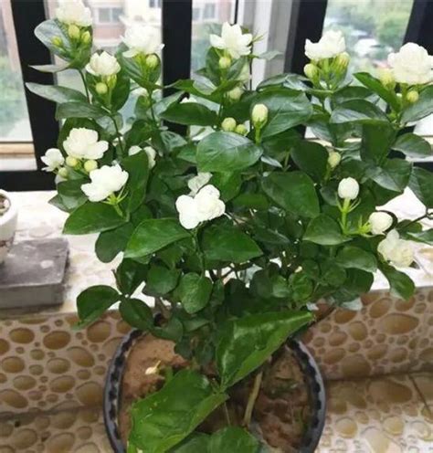 茉莉要常修剪，但要注意「1點」，才能萌芽多，常開花，花滿枝 每日頭條