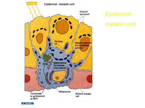 092408 Skin And Glands