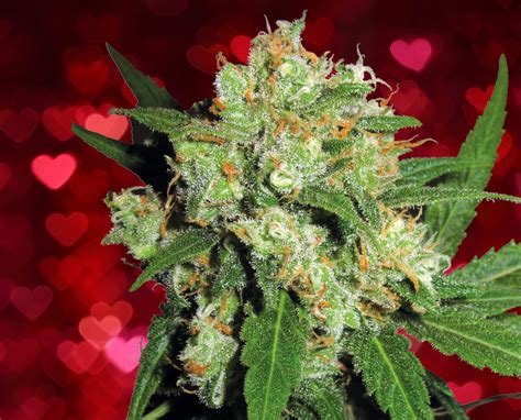 Best Strains For Sex Sensi Seeds