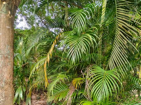 Junob Lot Dumaguete City Filipino Homes