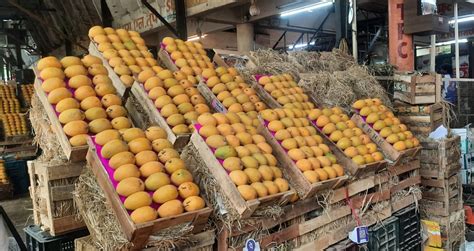 Hapus And Kesar Steal The Spotlight As Mango Season Peaks In Pune