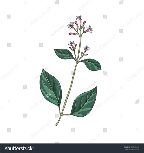 Vector Drawing Jesuits Bark Cinchona White Stock Vector Royalty Free