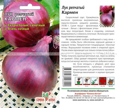Лук Кармен: описание сорта, фото, отзывы