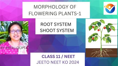 NCERT BIOLOGY Class11 Morphology Of Flowering Plants 1 Features Of Roots And Stems JEETO