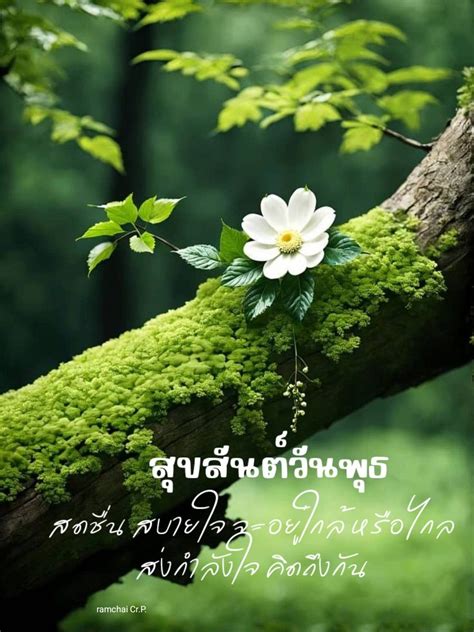 ปักพินโดย Ramchai Chuenbumrung ใน สวัสดีวันพุธ ในปี 2024 ภาพพื้นหลัง