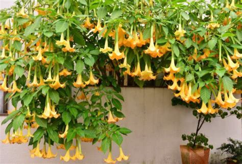 Apoteker Kecubung Tanaman Untuk Asma Hingga Diabetes