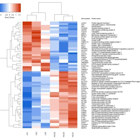 Hierarchical Clustering Of The Differentially Expressed Proteins In