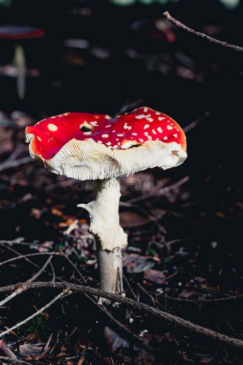 Amanita Muscaria Een Rode Paddenstoel Met Witte Stippen Op De