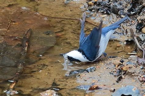 水を浴びて羽繕いするコルリ 上州自然散策2