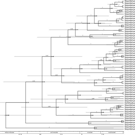 Bayesian Inference Phylogenetic Tree Of Sisymbrieae The Nuclear Dna Download Scientific
