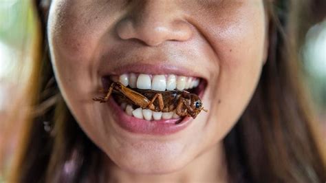 The Business Of Eating Bugs Bbc Worklife