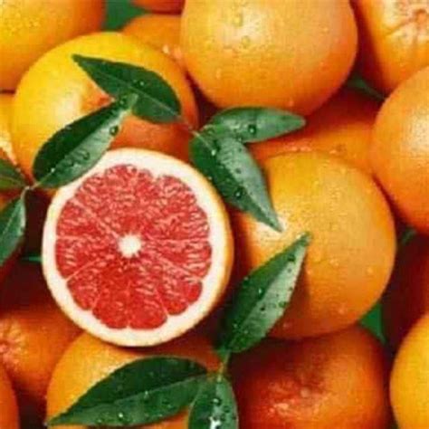 Mua CÂY GIỐNG CAM CARA RUỘT ĐỎ tại NGÔ CHÚC SHOP