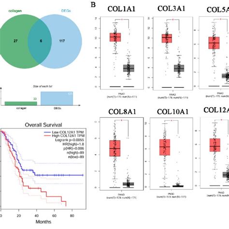 Identification Of The Key Gene Col12a1 A Venn Diagram Of Download Scientific Diagram