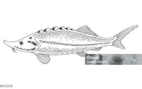 철갑상어 물고기 그래픽 검정 색 흰색 고립 된 일러스트 벡터 철갑상어에 대한 스톡 벡터 아트 및 기타 이미지 철갑상어 일러스트레이션 강 Istock