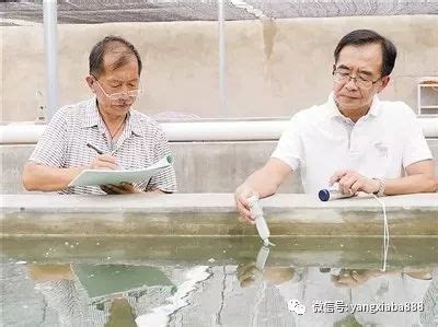 云南也能养对虾18万只南美白对虾已定居云南曲靖市麒麟区 养殖
