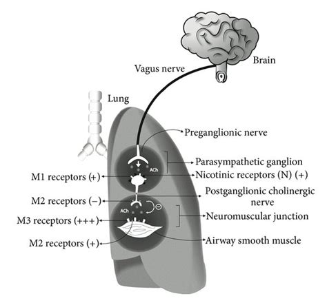 A Model Illustrating Cholinergic Receptors On Pulmonary Parasympathetic