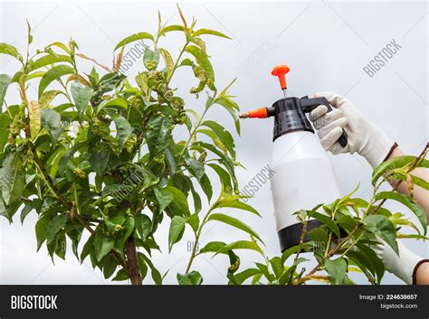 Fruit Trees Home Gardening Apple Cherry Pear Plum Fruit Tree Fungicide Spray