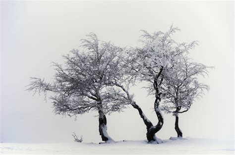 Scenics Nature Sky Plant Environment Field Branch Isolated