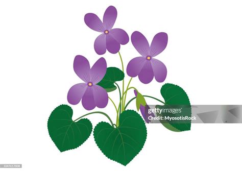 Violet High Res Vector Graphic Getty Images