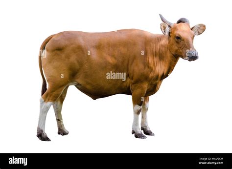 Cattle Eating Grass Cut Out Stock Images And Pictures Alamy