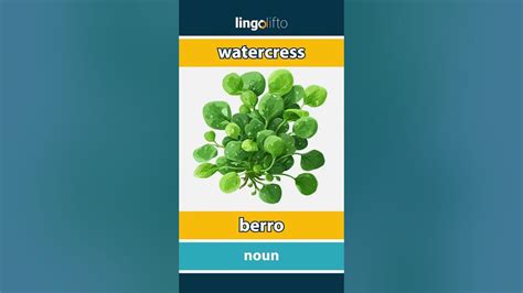 🇬🇧🇪🇸 Watercress Berro Learn English Aprendamos Inglés