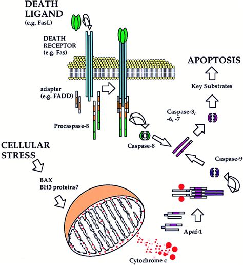 Apoptosis