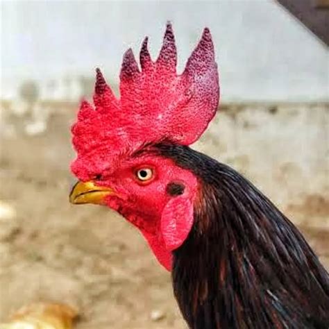 Kongu Farm Kongu Farm • Threads Say More