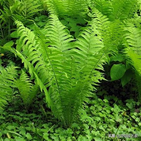 4種秀氣雅致的蕨類植物，有花園的可以在花園裡種一種，很有韻味 每日頭條